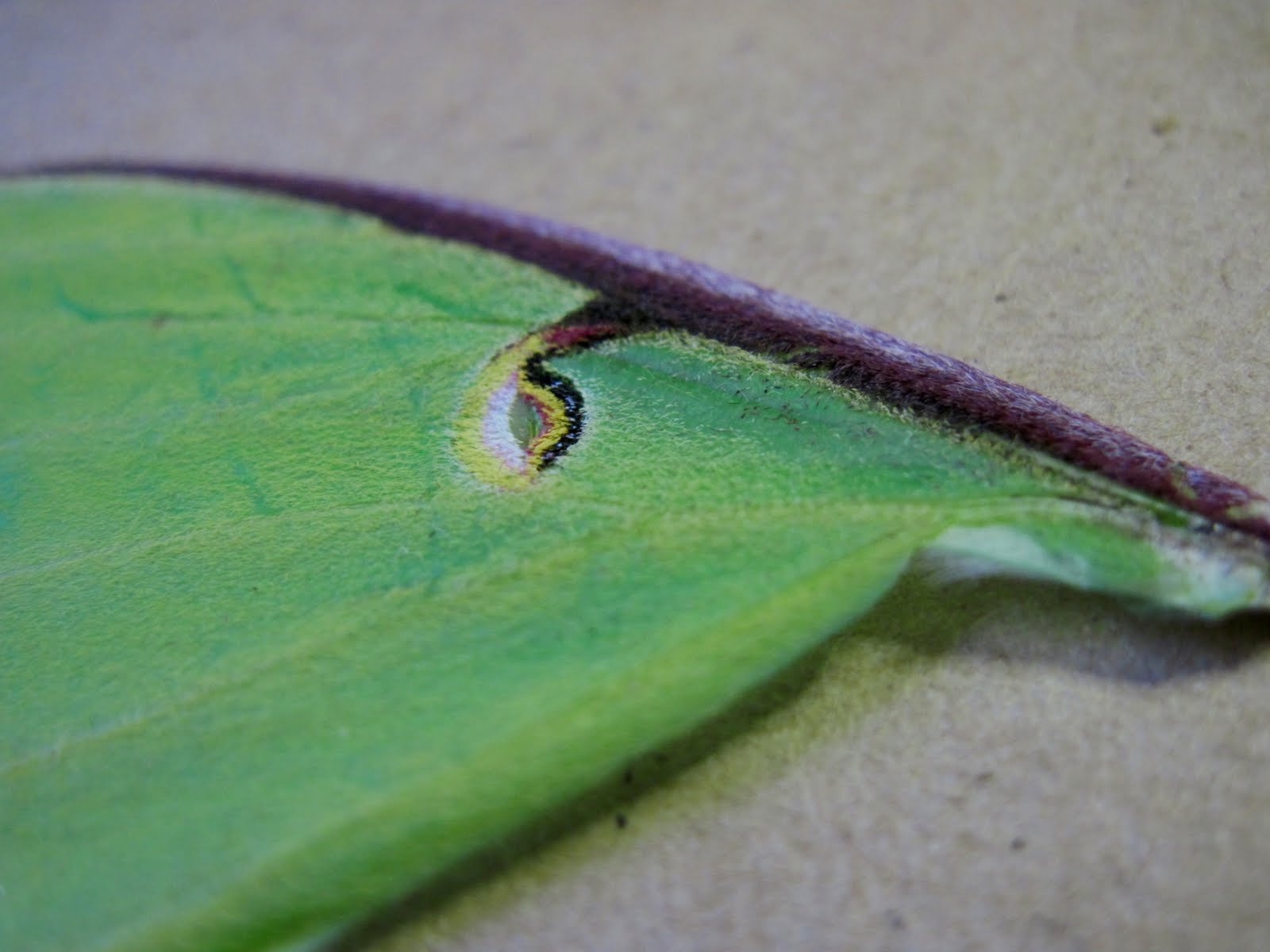 RavenWood Forest: Abundance, Moths & Magic