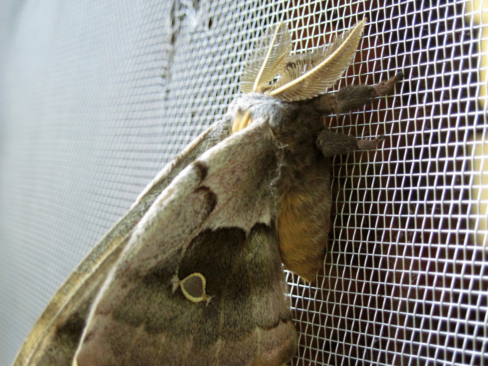 RavenWood Forest: Abundance, Moths & Magic