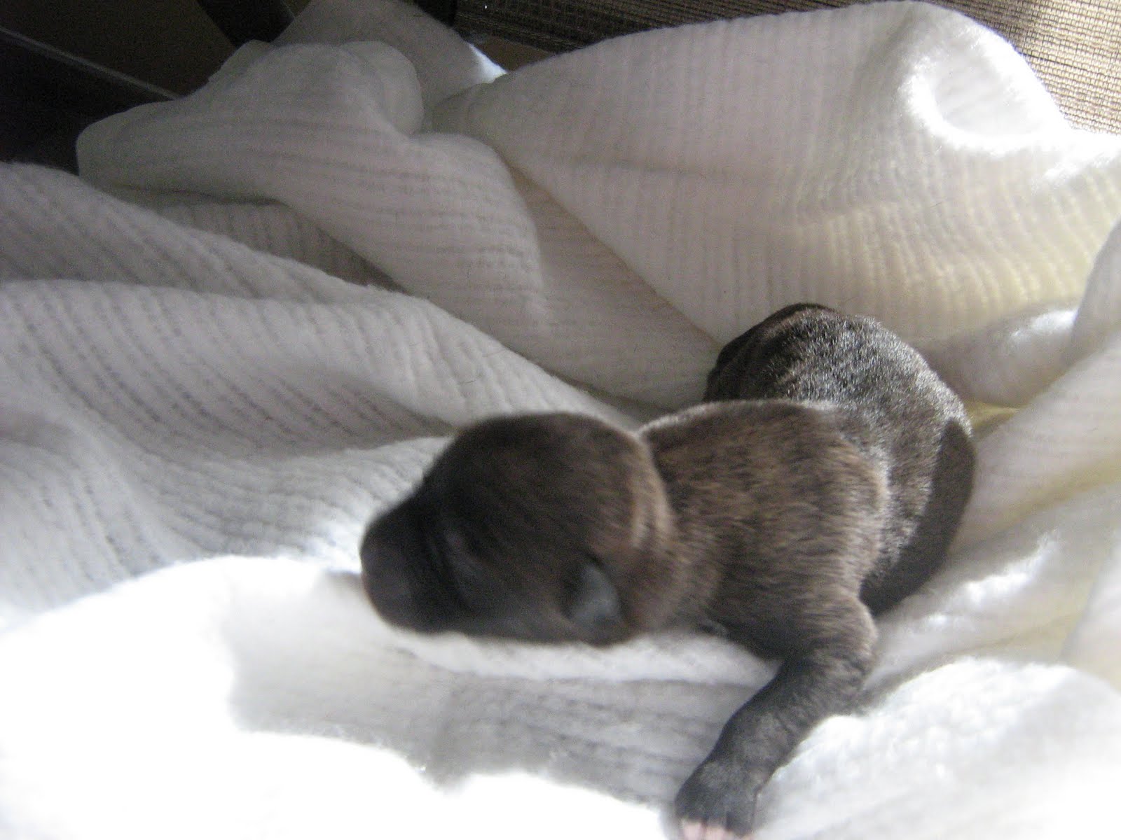 Boxer/Lab Puppies: Puppies Day 2