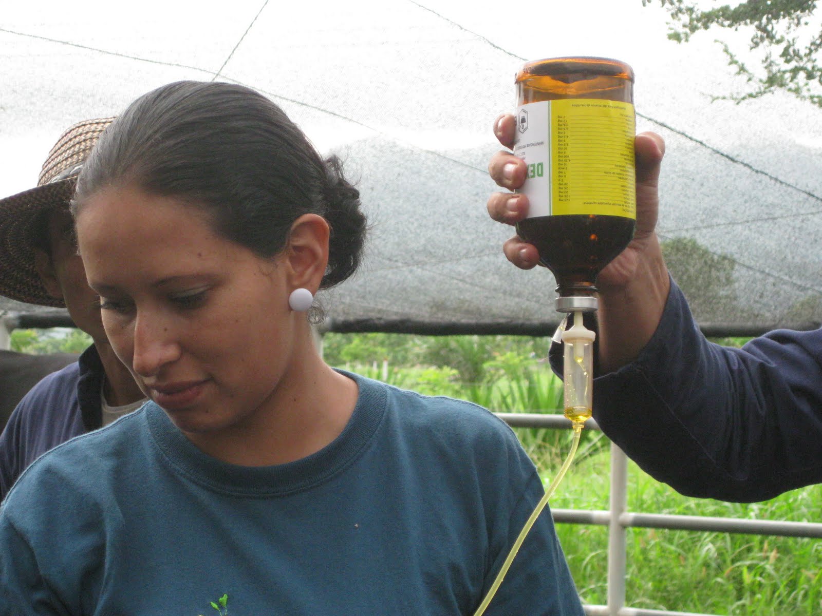 REPRODUCCION BOVINA 2010: APLICACION DE SUERO VIA INTRAVENOSA EN BOVINOS