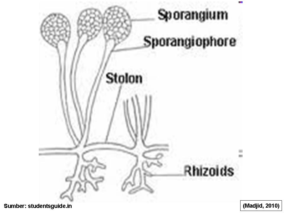 Dasar Dasar Ilmu Tanah: Fungi Rhizopus 005