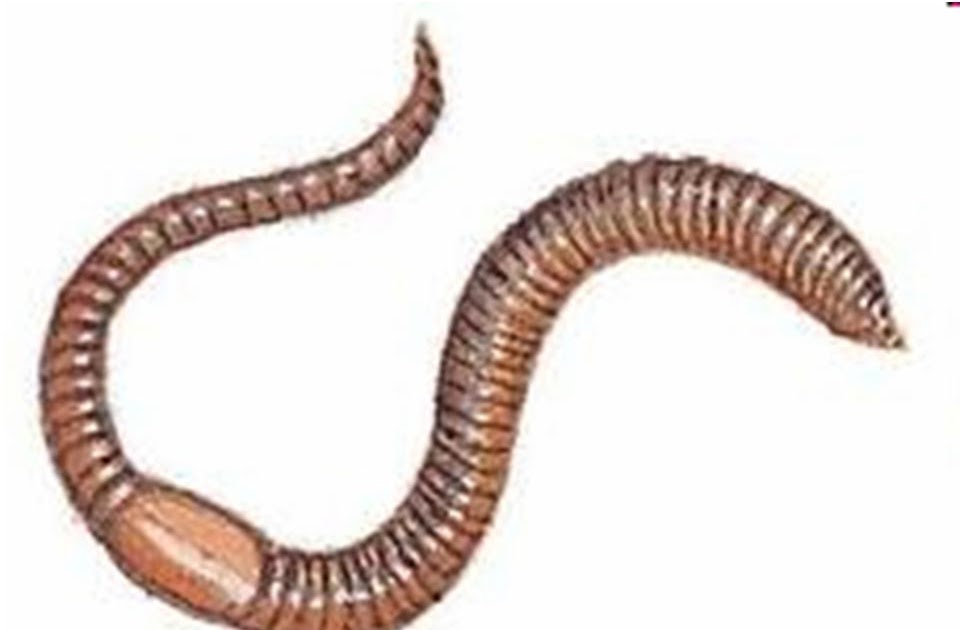 17+ Istimewa Sketsa Cacing