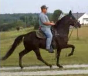 Gaits of Gaited Horses: What Gait / TWH