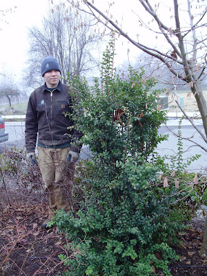 Edible Landscape Seattle: Welcome--Winter Orchard, Hazelnut Hedge ...