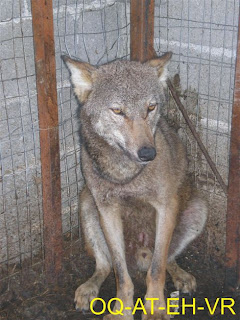 Save The Wolves - Please!: The Wolf And The Donkey: A true tale