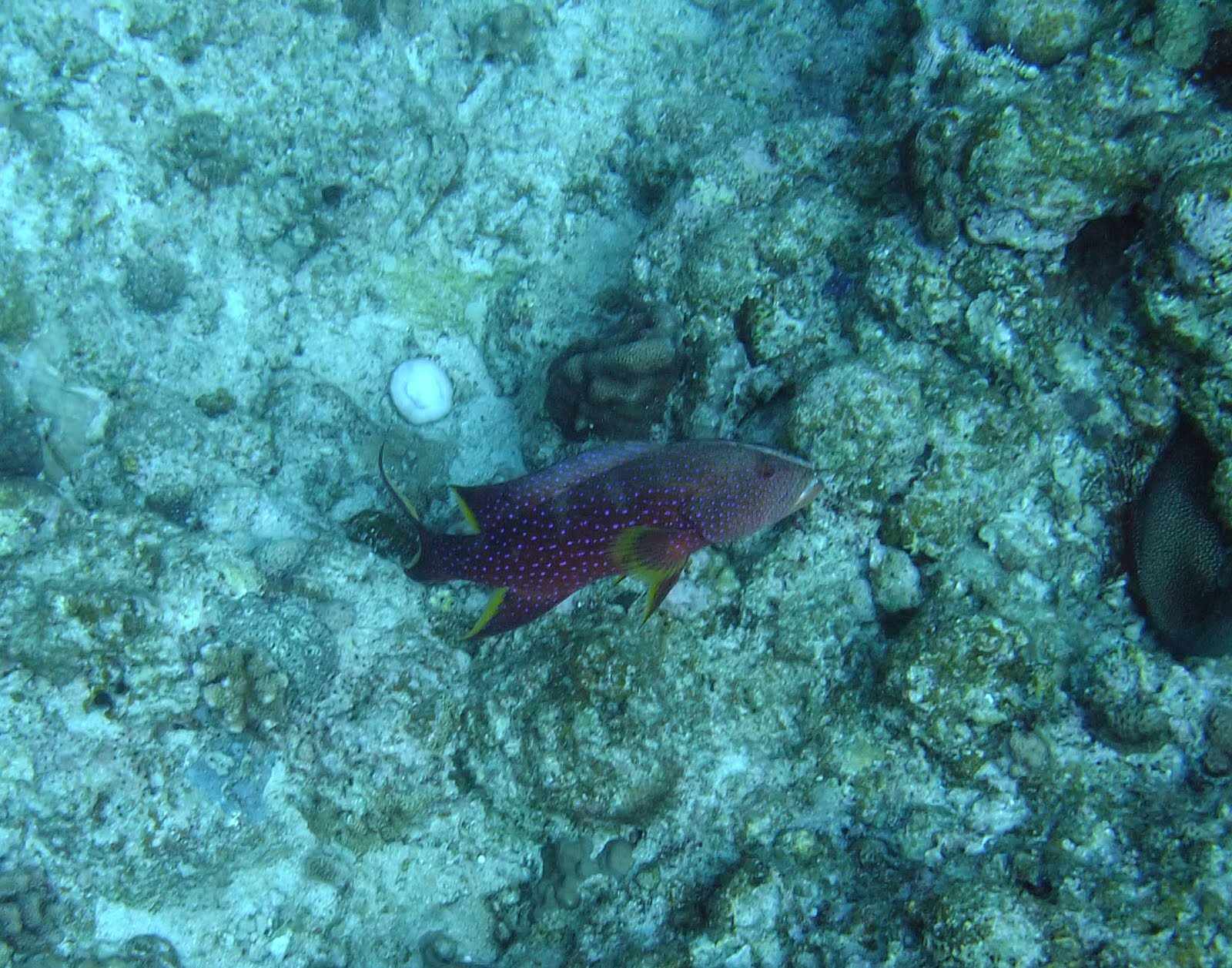 Lost in Transition: Scuba diving in the Kerama Islands, Okinawa