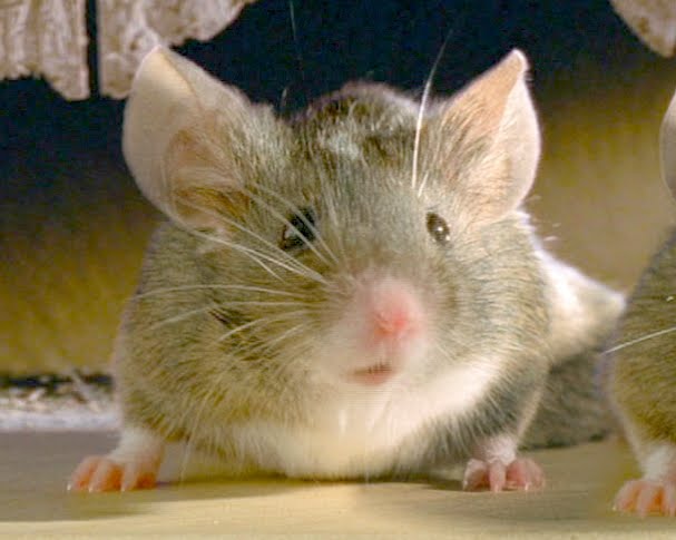 Perspective: Talking mice :)