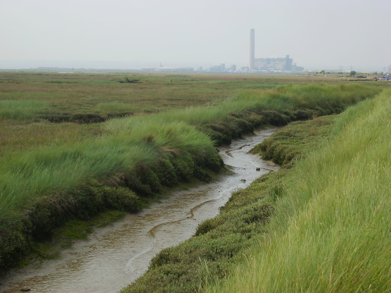 Notes from Kent's Hoo Peninsula: June 2010