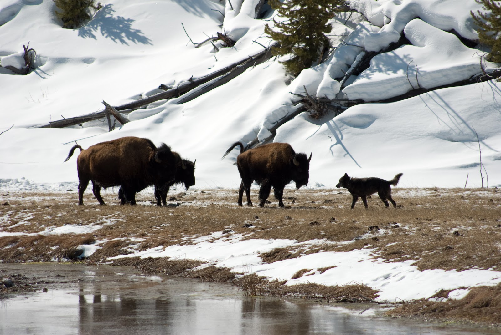 The Three Wolf-ateers