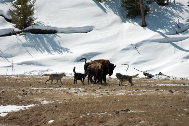 The Three Wolf-ateers