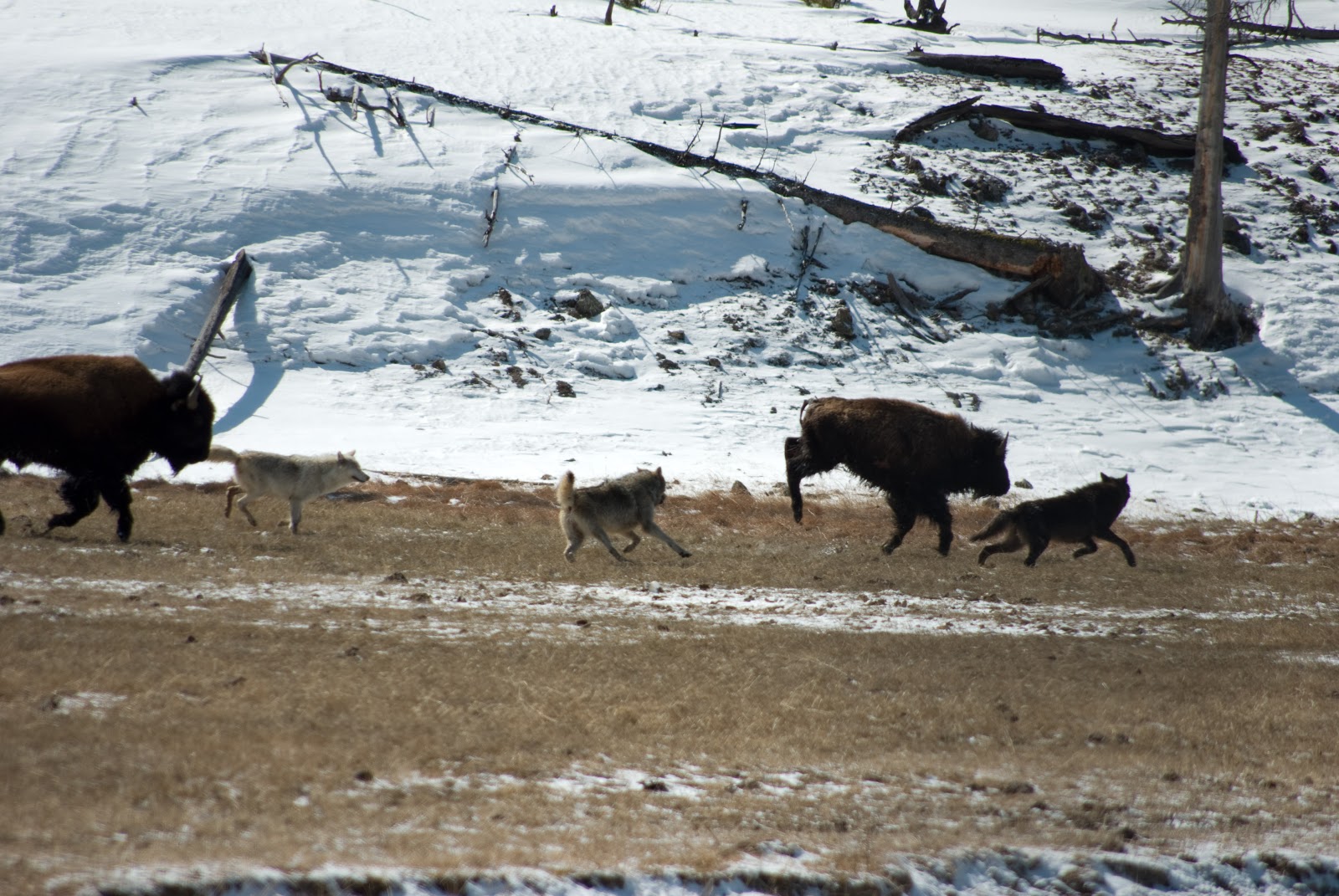 The Three Wolf-ateers