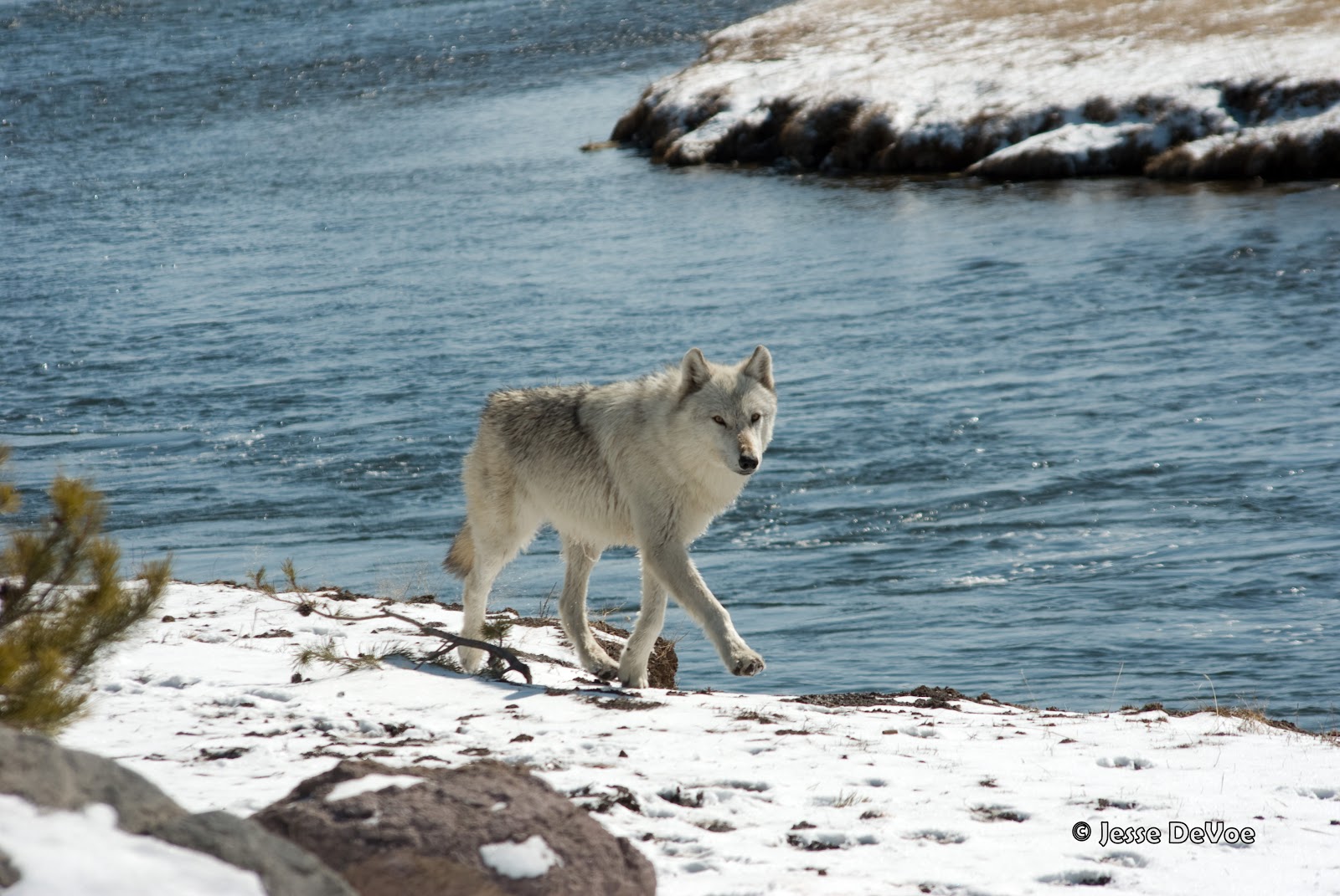 The Three Wolf-ateers