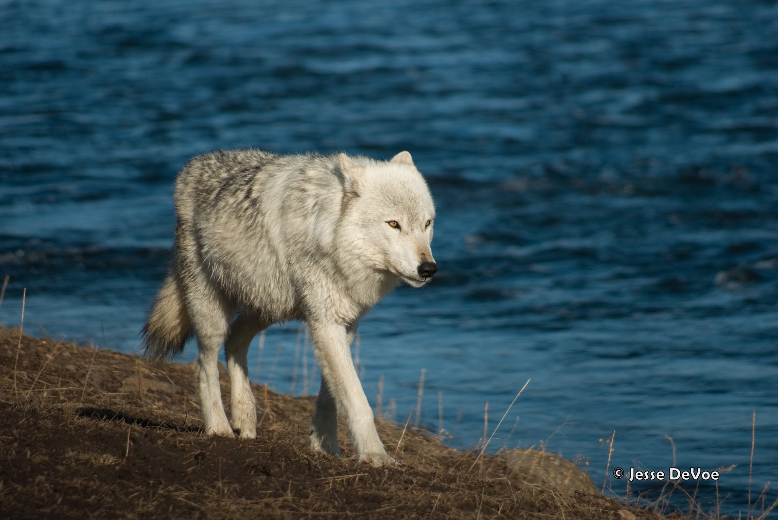 The Three Wolf-ateers