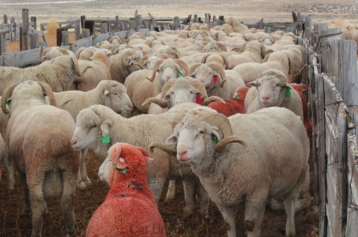 Around the ‘hood – Stephen Bodio