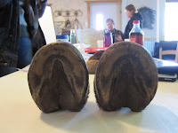 Barefoot Horse Blog: Contracted hoof, high heels, compacted sole