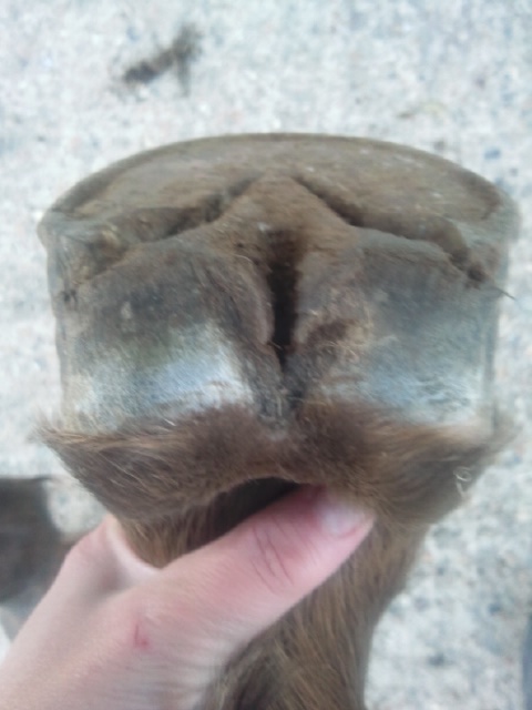 Barefoot Horse Blog: Contracted heels