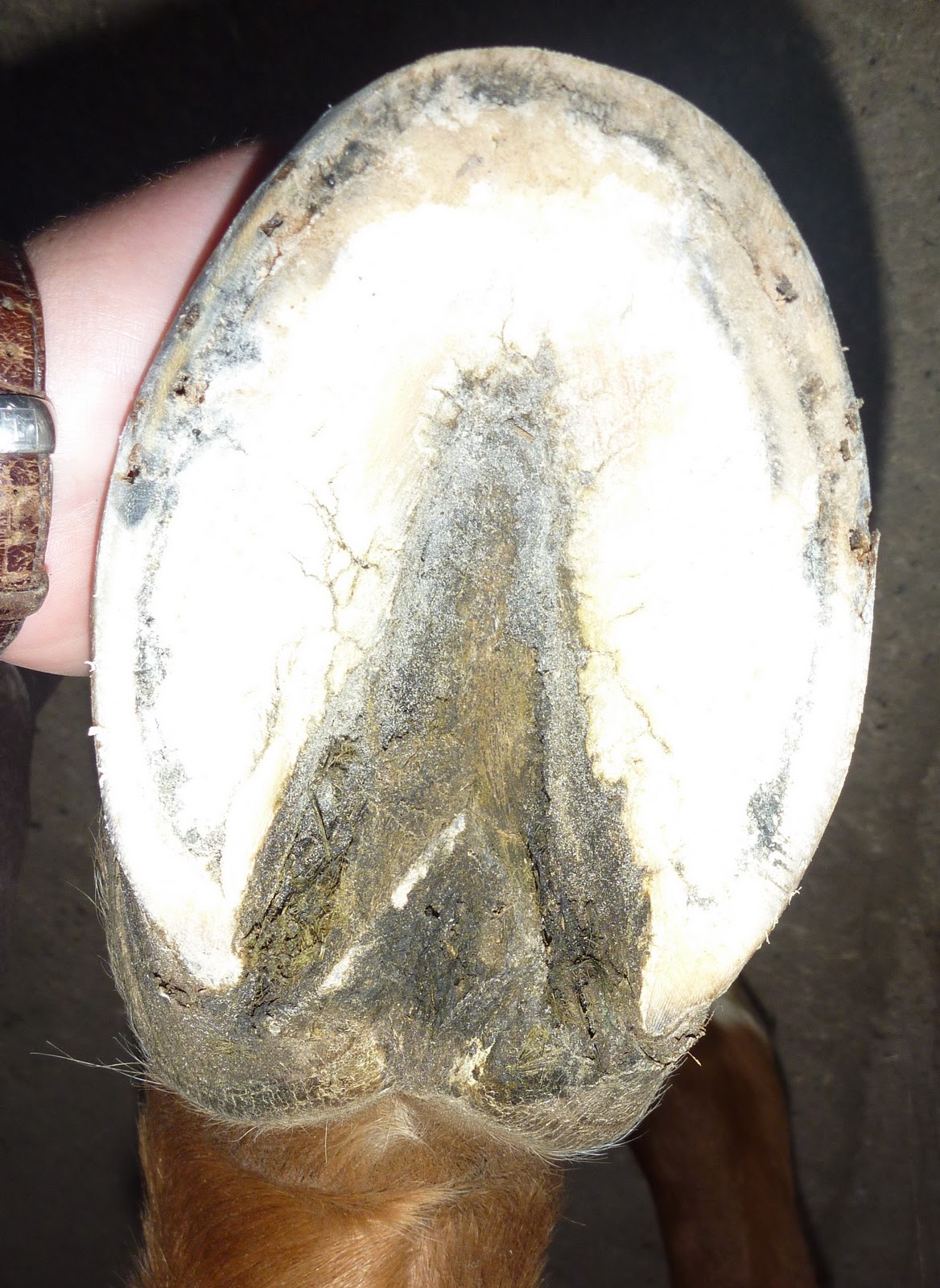 Barefoot Horse Blog: Contracted tall hooves