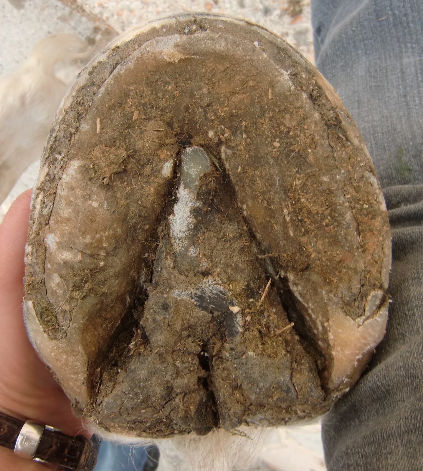 Barefoot Horse Blog: Hooves and health