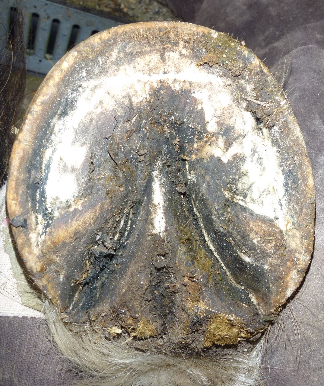 Barefoot Horse Blog: Let there be light part two - laminitic cob hind foot