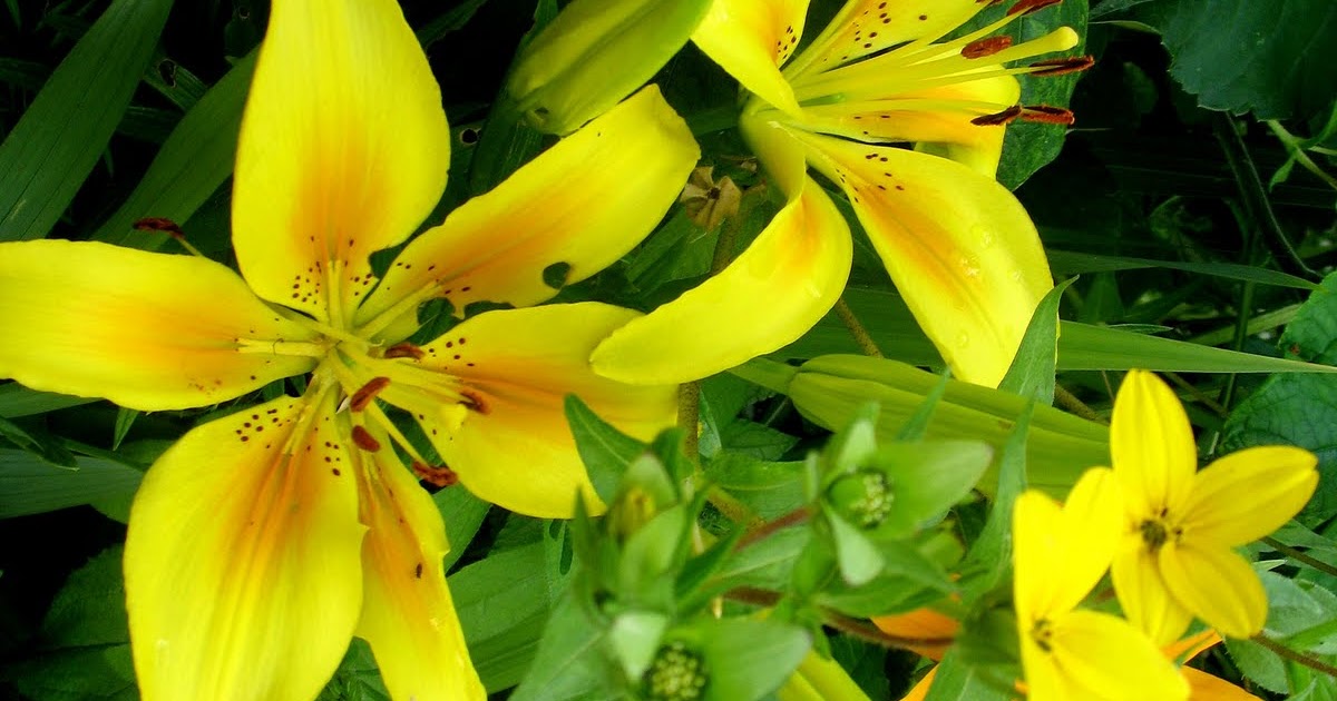 Quelques lys jaunes | Paysages et Fleurs au fil de l'eau