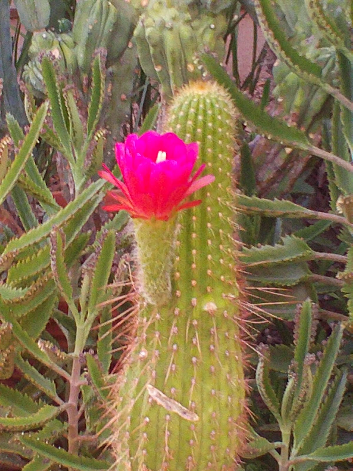 Las Aventuras Sexy Cactus