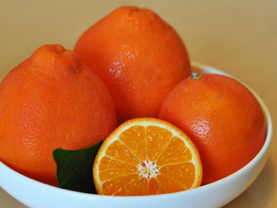 Las Aventuras: Tangelo