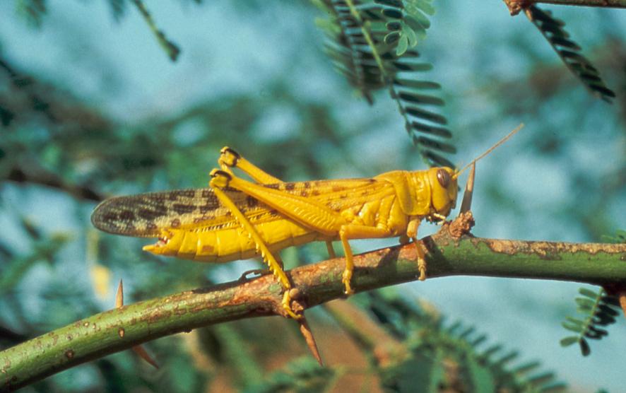 Locust: The Farmer's Number One Enemy --- The Winged Menace