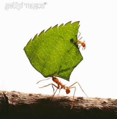 Mensagem Edificante para Alma: A formiga...