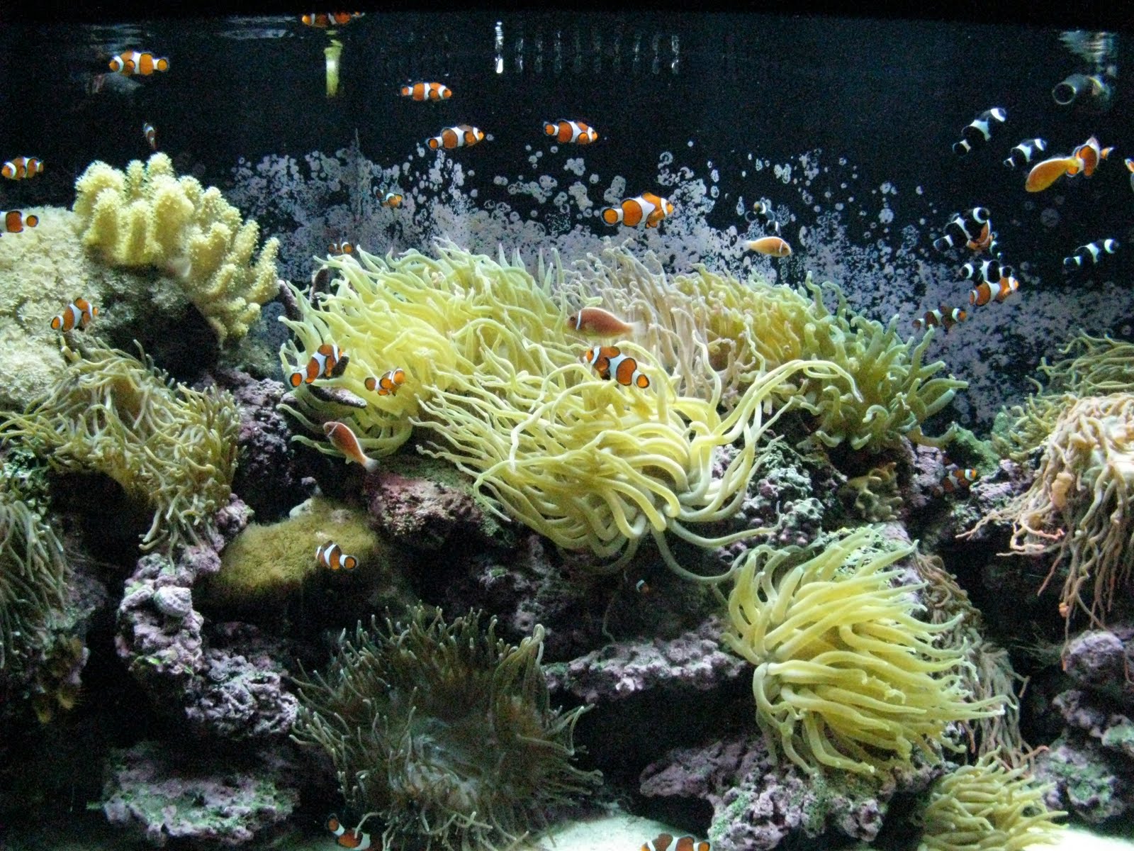 Short Notes: Will Brady's Ruminations: natural phenomena - salt water ...