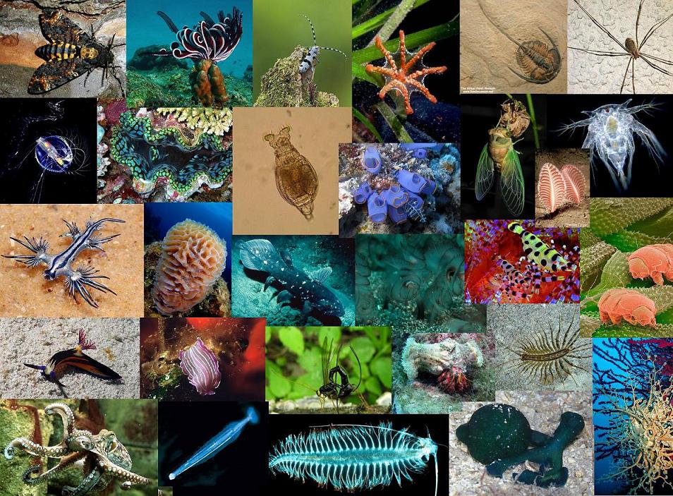 Nicobola: Biologie animale, zoologie: Présentation