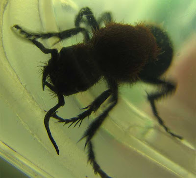 Encyclopedian Dictionary ( Red Velvet ) Dasymutilla occidentalis: Red ...