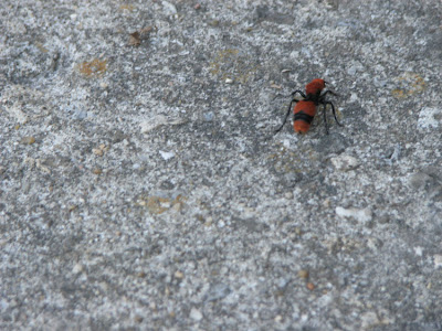 Encyclopedian Dictionary ( Red Velvet ) Dasymutilla occidentalis: Red ...