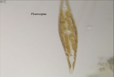 Encyclopedian Dictionary ( Pleurosigma ): Pleurosigma and Lioloma (Salt ...