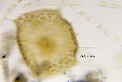 Encyclopedian Dictionary ( Odontella )