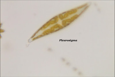 Encyclopedian Dictionary ( Pleurosigma )