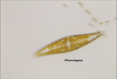 Encyclopedian Dictionary ( Pleurosigma )