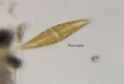Encyclopedian Dictionary ( Pleurosigma )