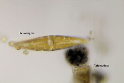 Encyclopedian Dictionary ( Pleurosigma )