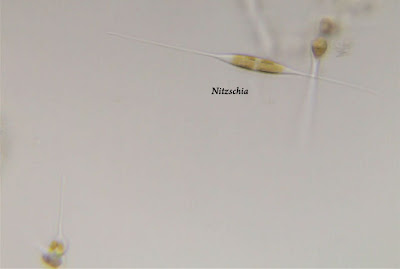Encyclopedian Dictionary ( Nitzschia )