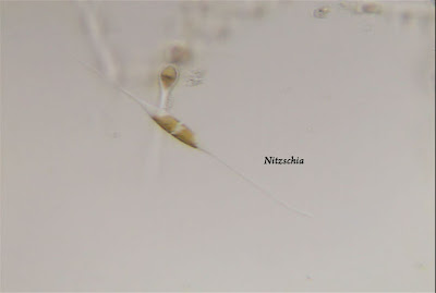 Encyclopedian Dictionary ( Nitzschia )
