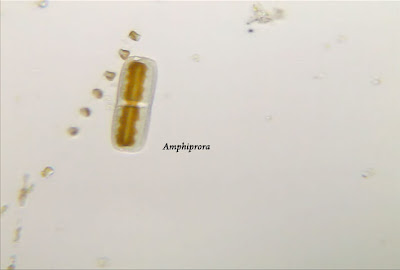 Encyclopedian Dictionary ( Amphiprora )