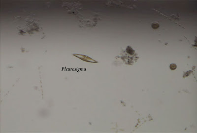 Encyclopedian Dictionary ( Pleurosigma )