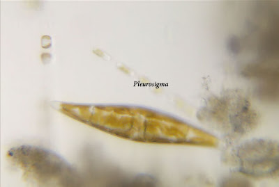 Encyclopedian Dictionary ( Pleurosigma )