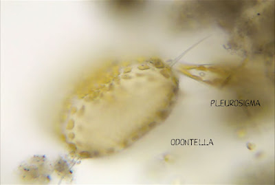 Encyclopedian Dictionary ( Odontella )