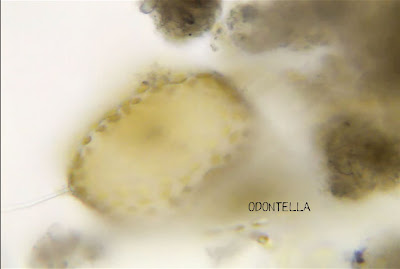 Encyclopedian Dictionary ( Odontella )