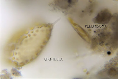 Encyclopedian Dictionary ( Odontella )