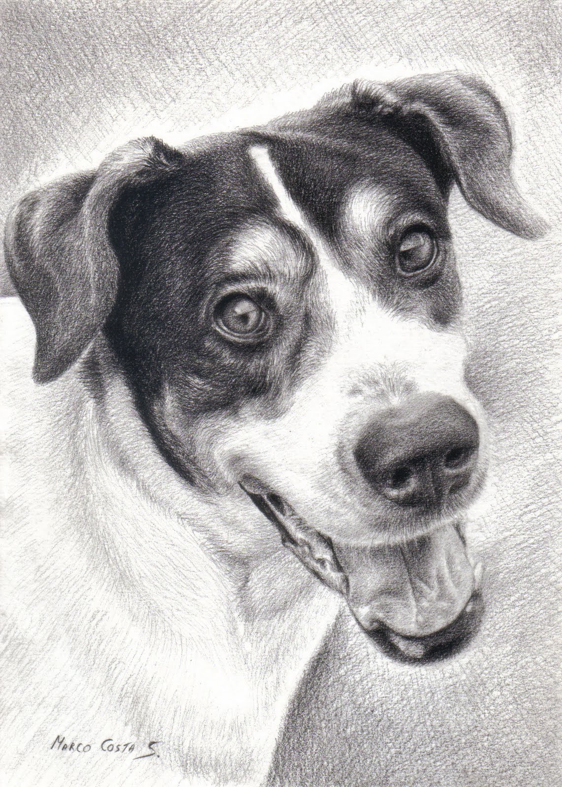Como dibujar perros a lápiz - Imagui