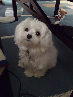Coco the Maltese