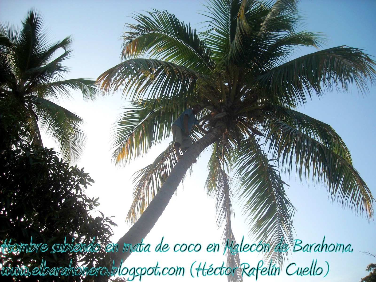 Matas de coco - Imagui