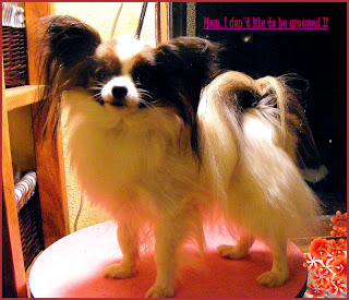 Road's End Papillons : Papillon Grooming